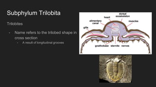Arthropoda i | PPT