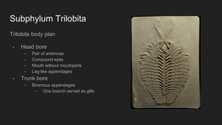 Arthropoda i | PPT