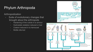 Arthropoda i | PPTX