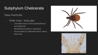 Arthropoda i | PPTX