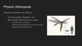 Arthropoda i | PPTX