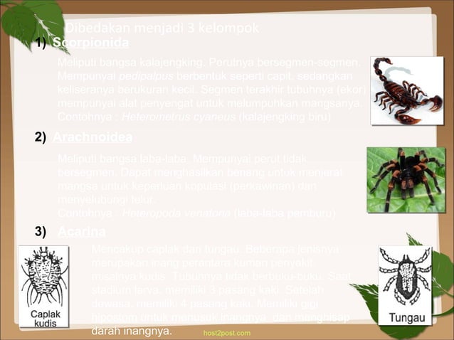 PPT tentang Arthropoda Biologi SMA | PPT