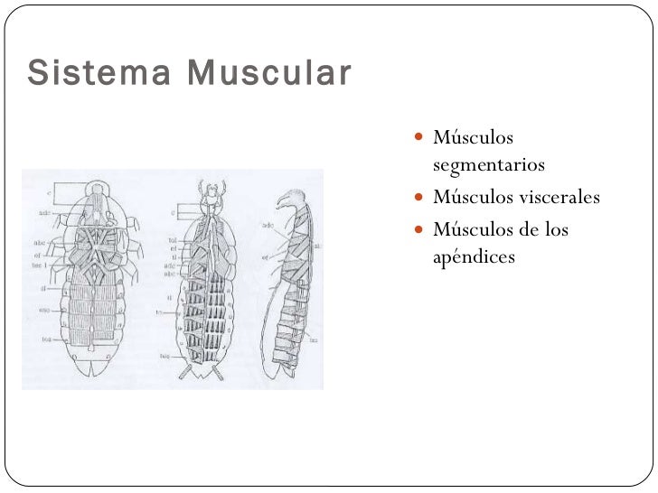 Phylum Arthropoda