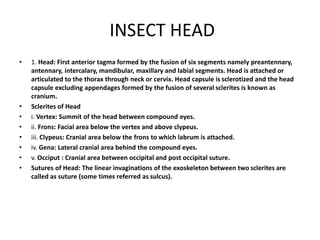 ARTHROPODA MAHENDRA PAL12.pptx