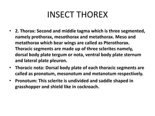 ARTHROPODA MAHENDRA PAL12.pptx