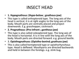 ARTHROPODA MAHENDRA PAL12.pptx