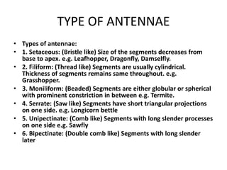 ARTHROPODA MAHENDRA PAL12.pptx