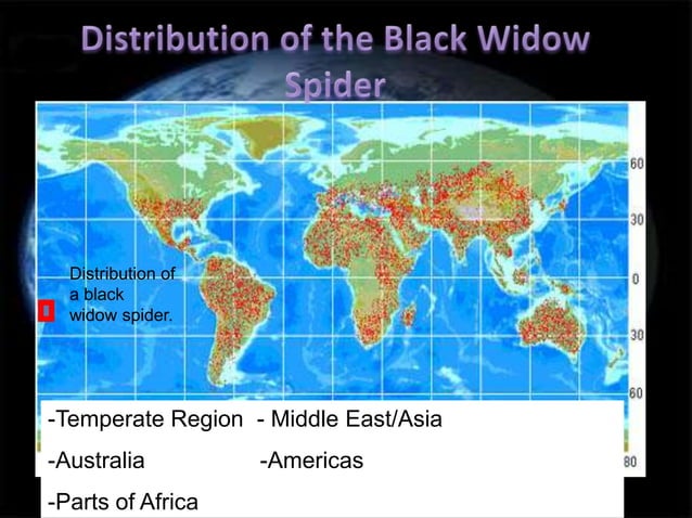 Arthropod assignment spider!!!! | PPT