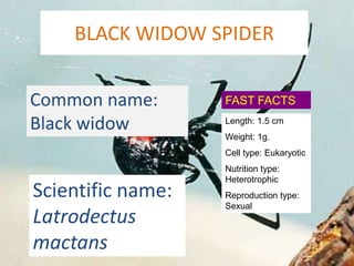 Arthropod assignment spider!!!! | PPTX