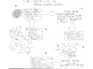 Arthropod assignment spider!!!! | PPTX