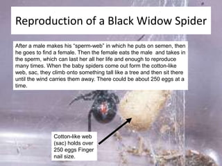 Arthropod assignment spider!!!! | PPT