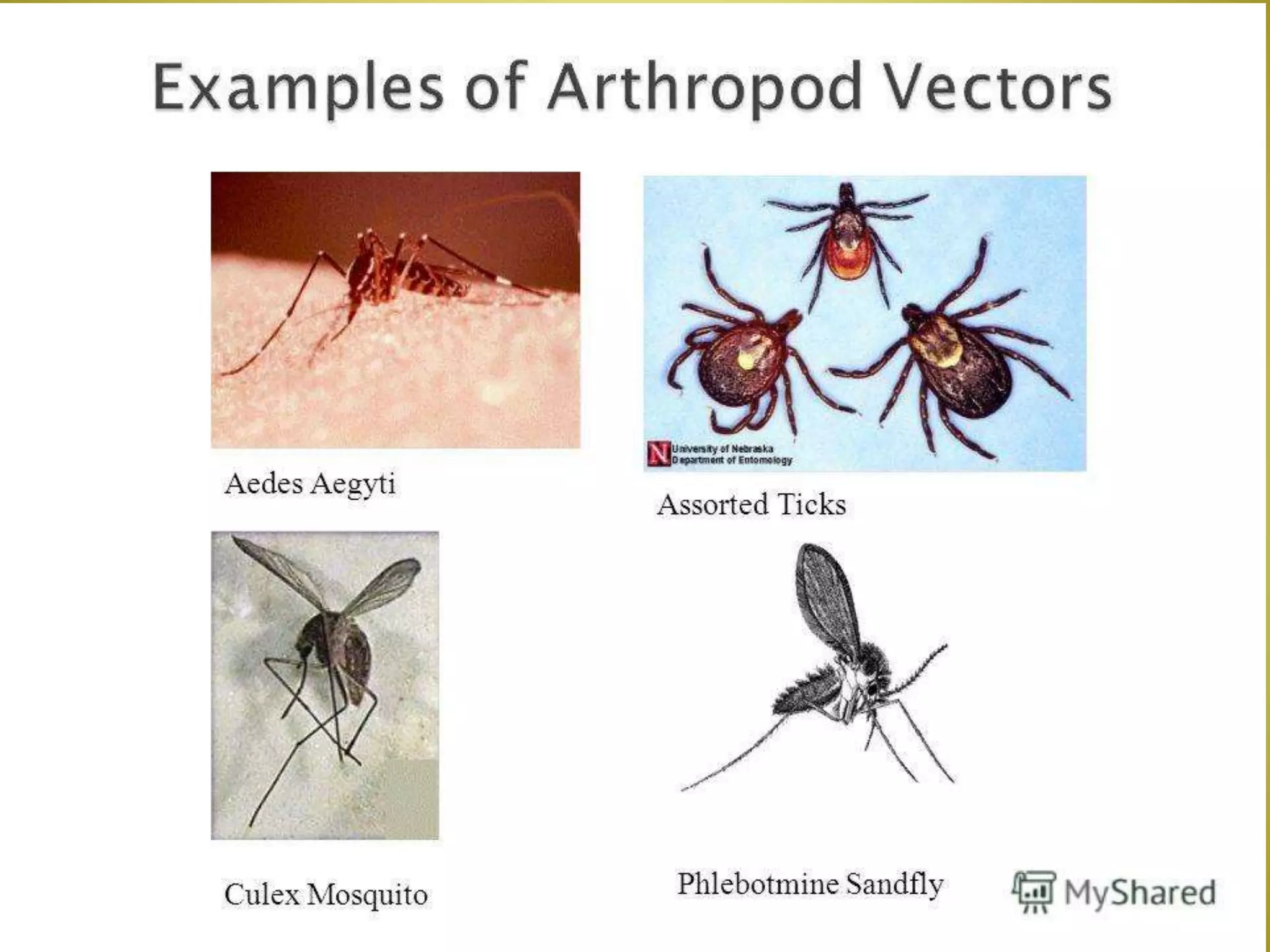 Arthropod – borne viral diseases | PPTX