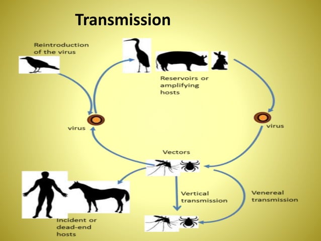 Arthropod – borne viral diseases | PPT