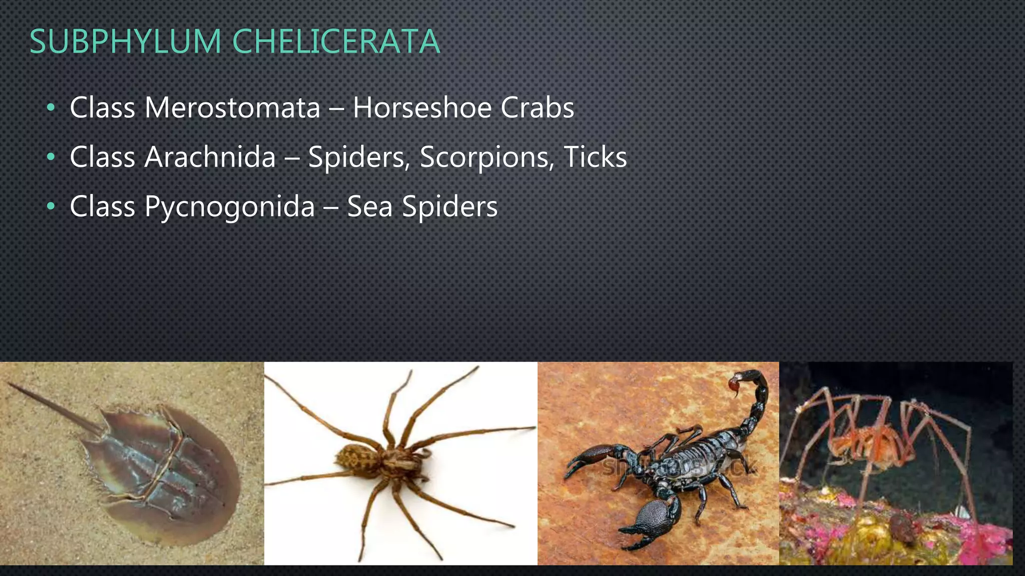 Arthropod classification | PPTX