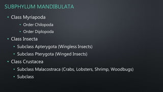 Arthropod classification | PPTX