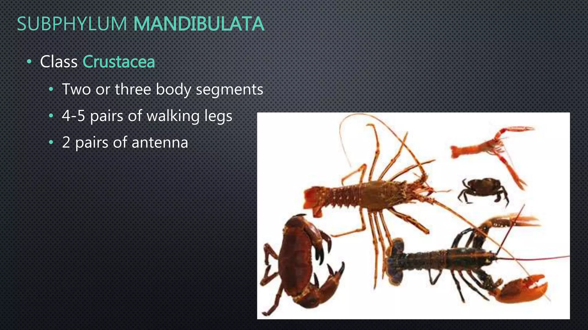 Arthropod classification | PPTX