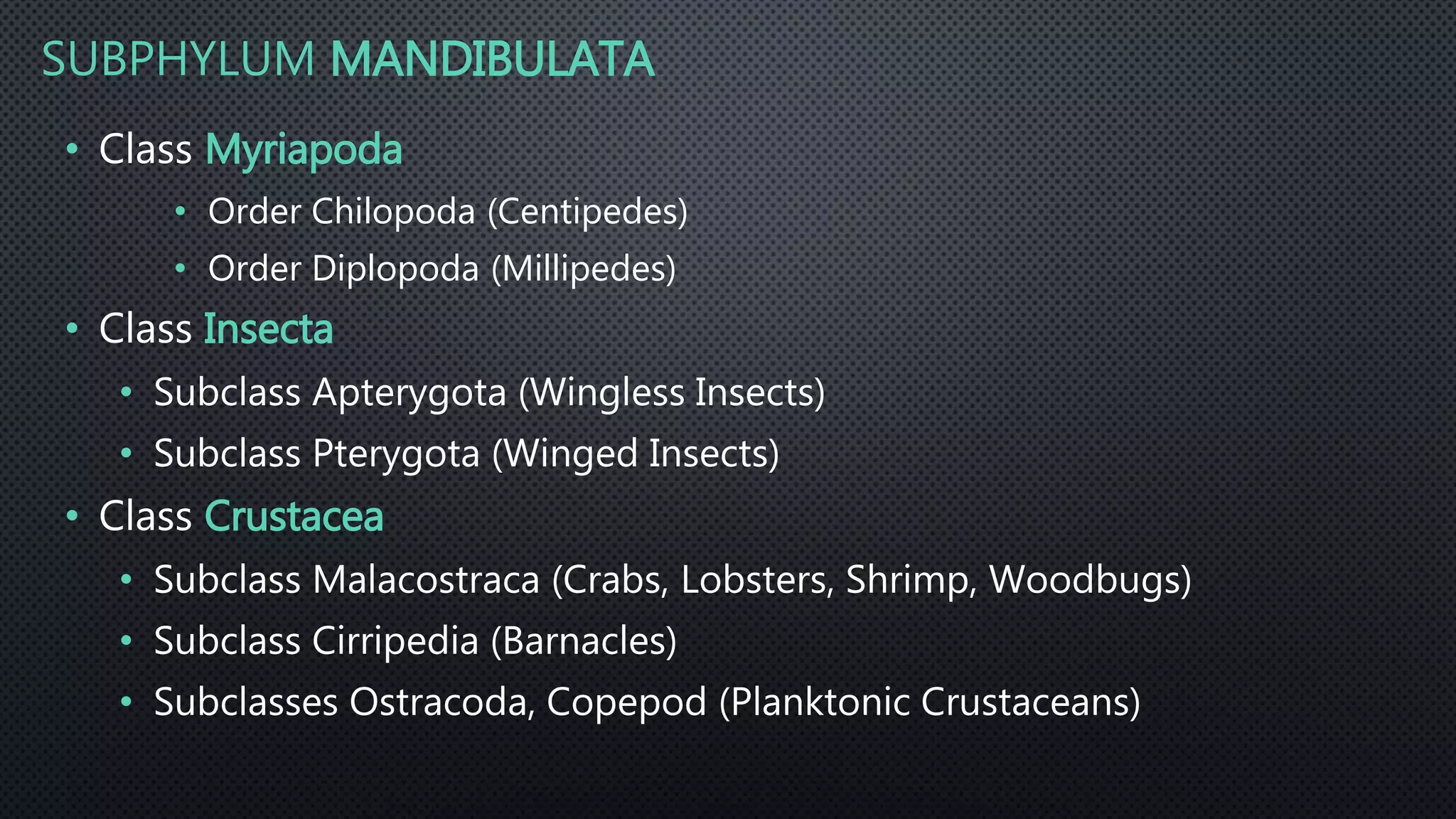 Arthropod classification | PPTX