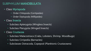 Arthropod classification | PPTX
