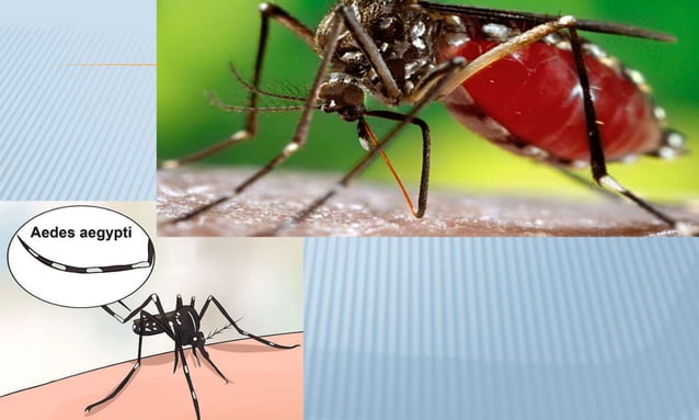 Arthropode infection | PPTX | Infectious Diseases | Diseases and Conditions