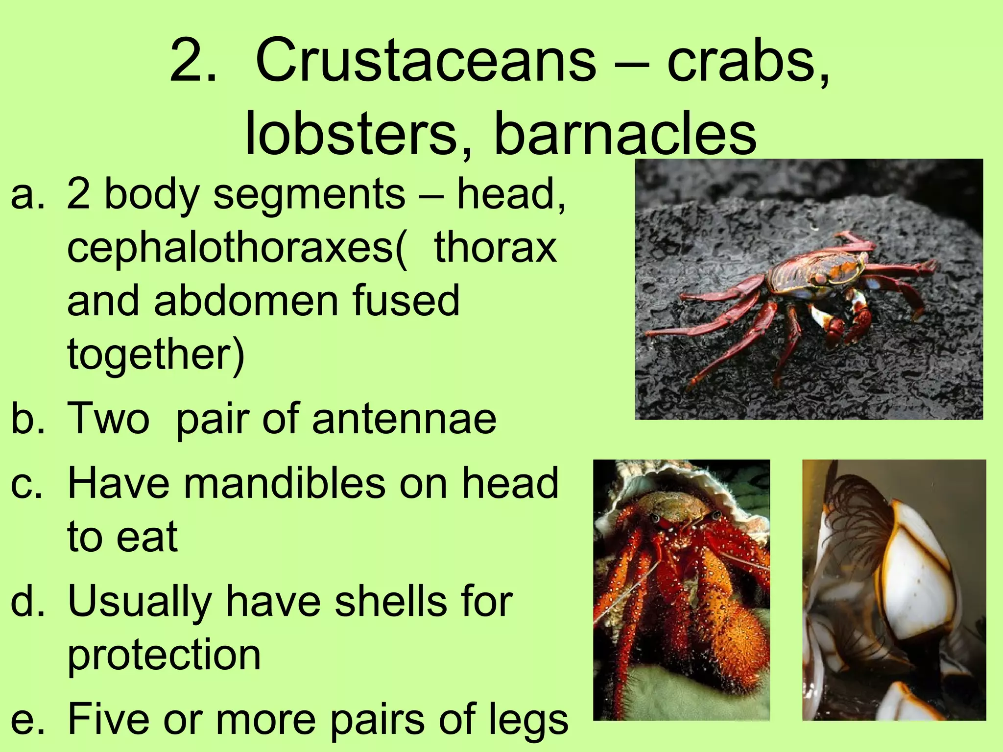 Arthropod groups | PPT