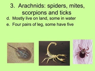 Arthropod groups | PPT