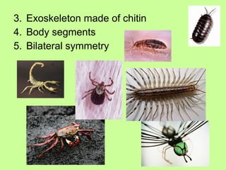 Arthropod groups | PPT