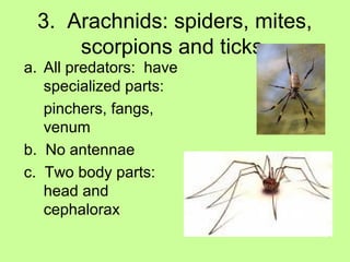 Arthropod groups | PPT