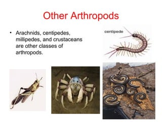 Arthropods | PPT