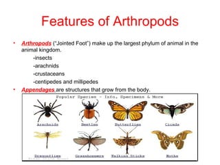 Arthropods | PPT