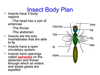 Arthropods | PPT