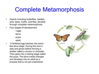 Arthropods | PPT