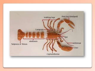 Arthropods | PPTX