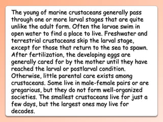 Arthropods | PPTX