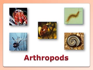 Examples Of Arthropods