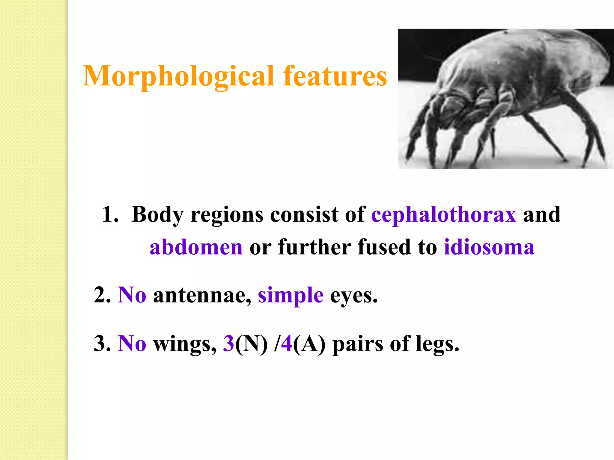 Arthropods | PPT