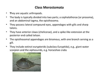 Arthropods: An Introduction for Beginners | PPT | Zoos & Aquariums ...