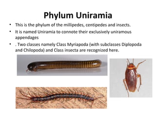 Arthropods: An Introduction for Beginners | PPT | Zoos & Aquariums ...