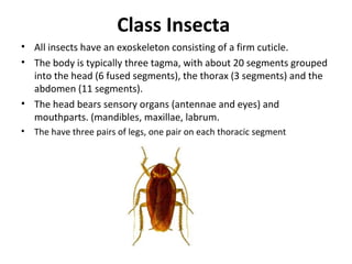 Arthropods: An Introduction for Beginners | PPT | Zoos & Aquariums ...