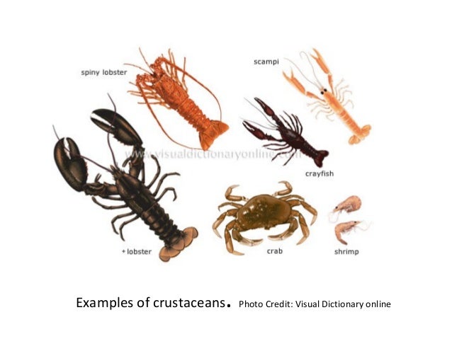 Arthropods: An Introduction for Beginners