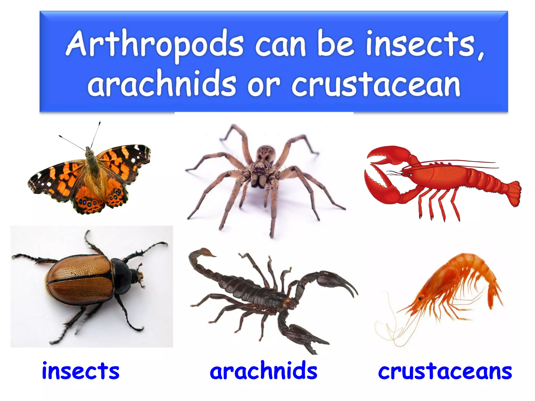 Arthropods | PPT