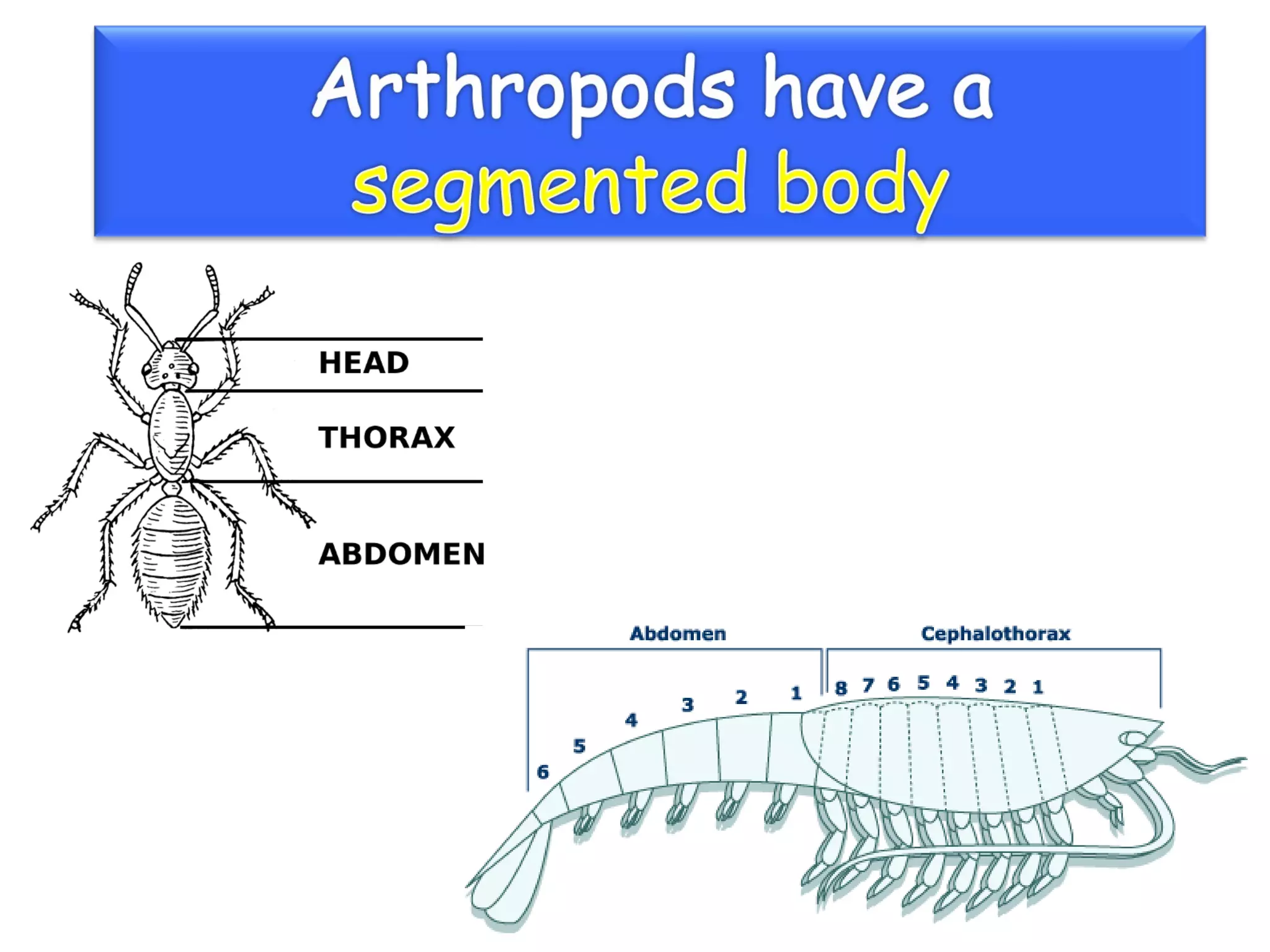 Arthropods | PPT