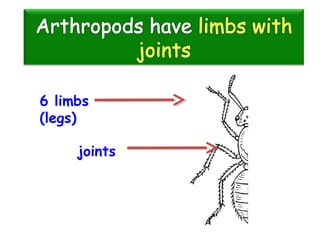 Arthropods | PPT