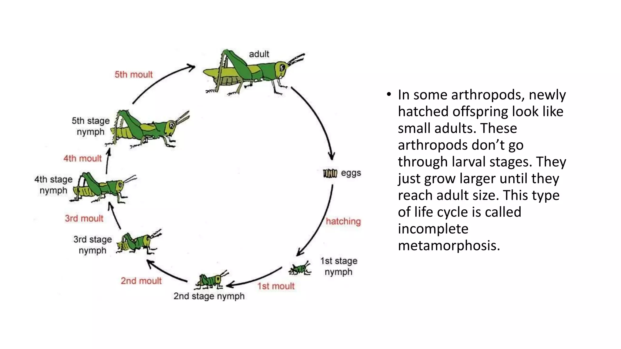 Arthropods | PPTX