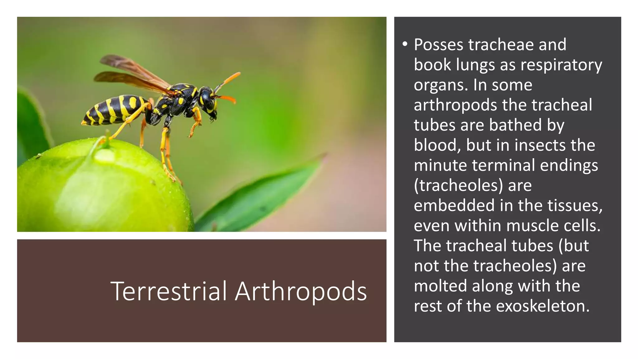 Arthropods | PPTX