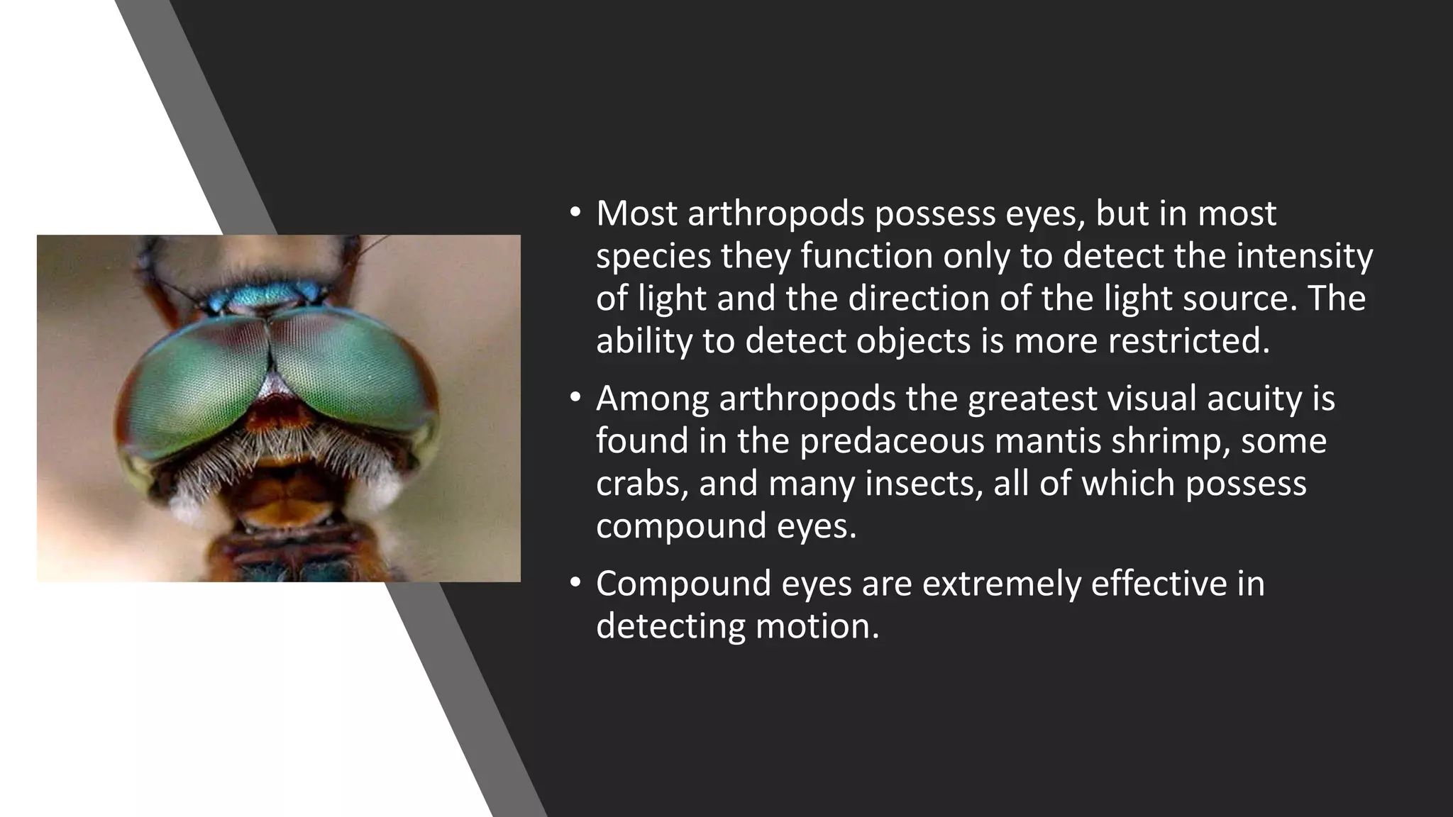 Arthropods | PPTX