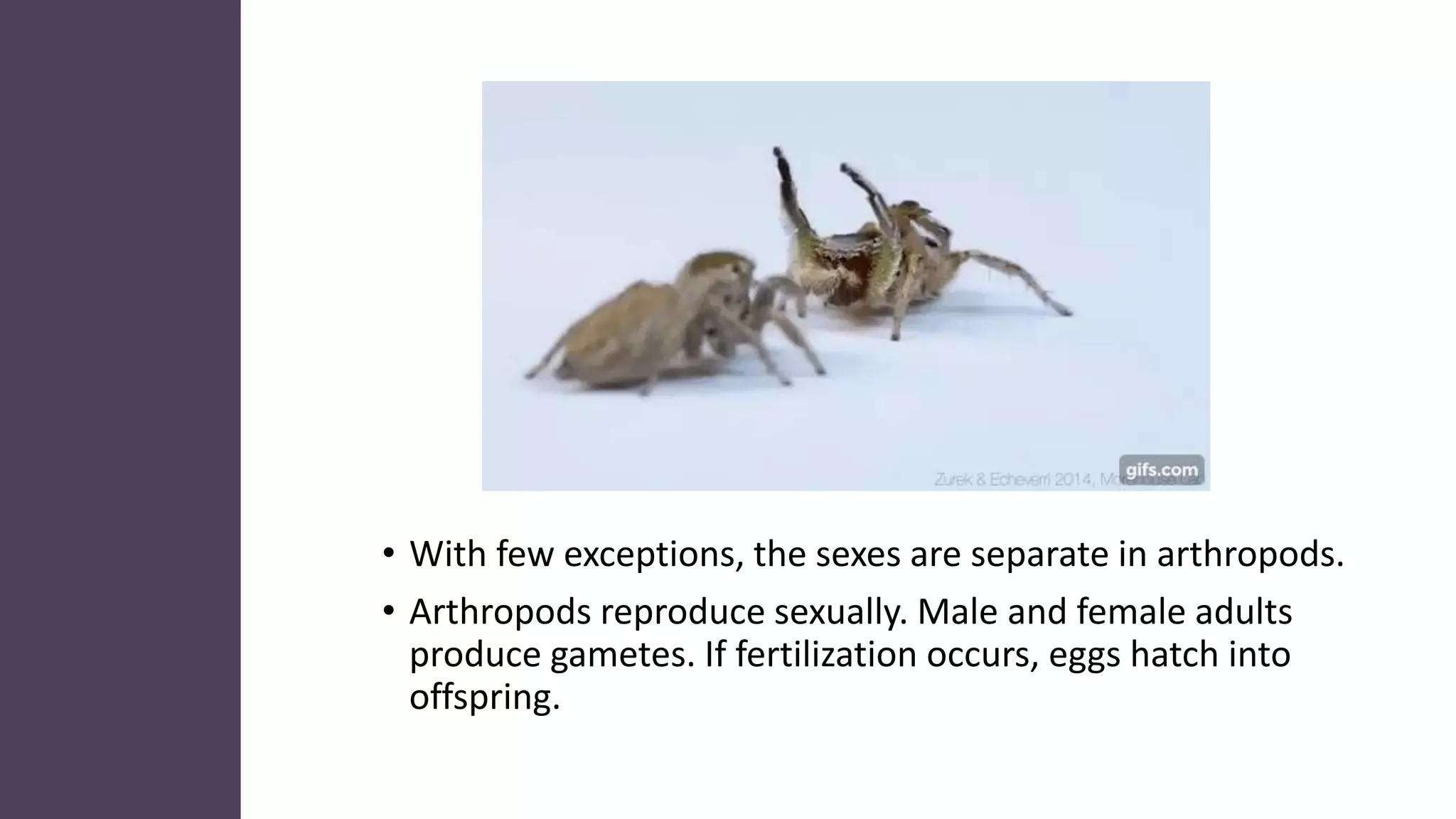 Arthropods | PPTX