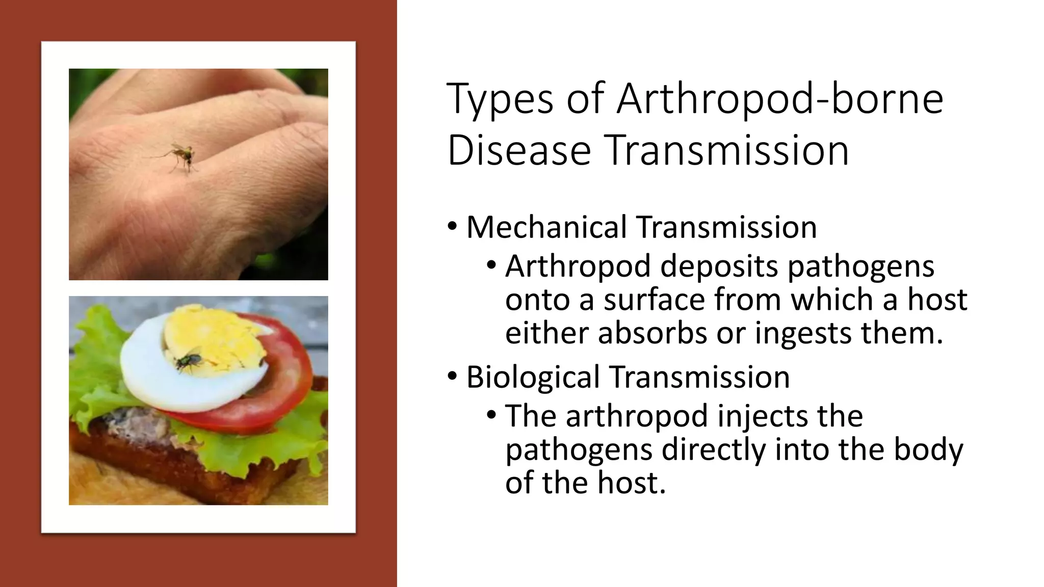 Arthropods | PPTX