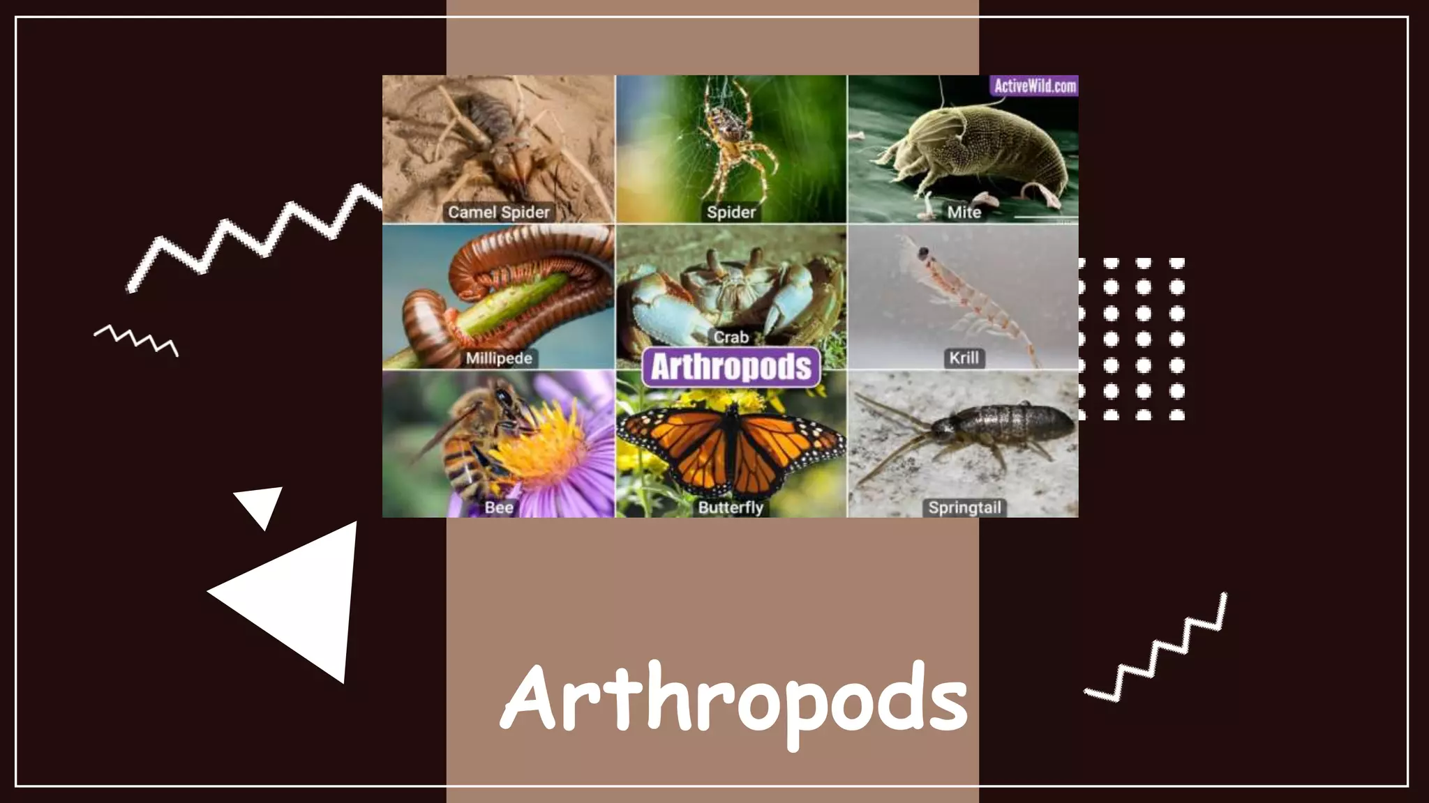 Arthropods.pptx