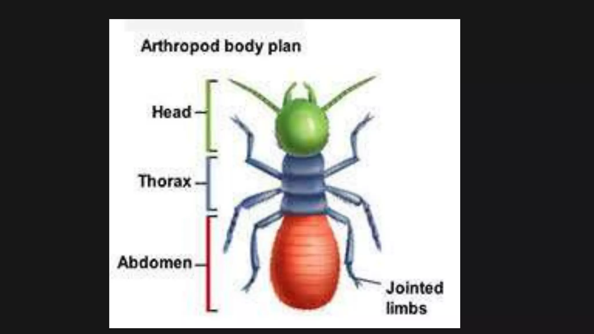 Arthropods.pptx