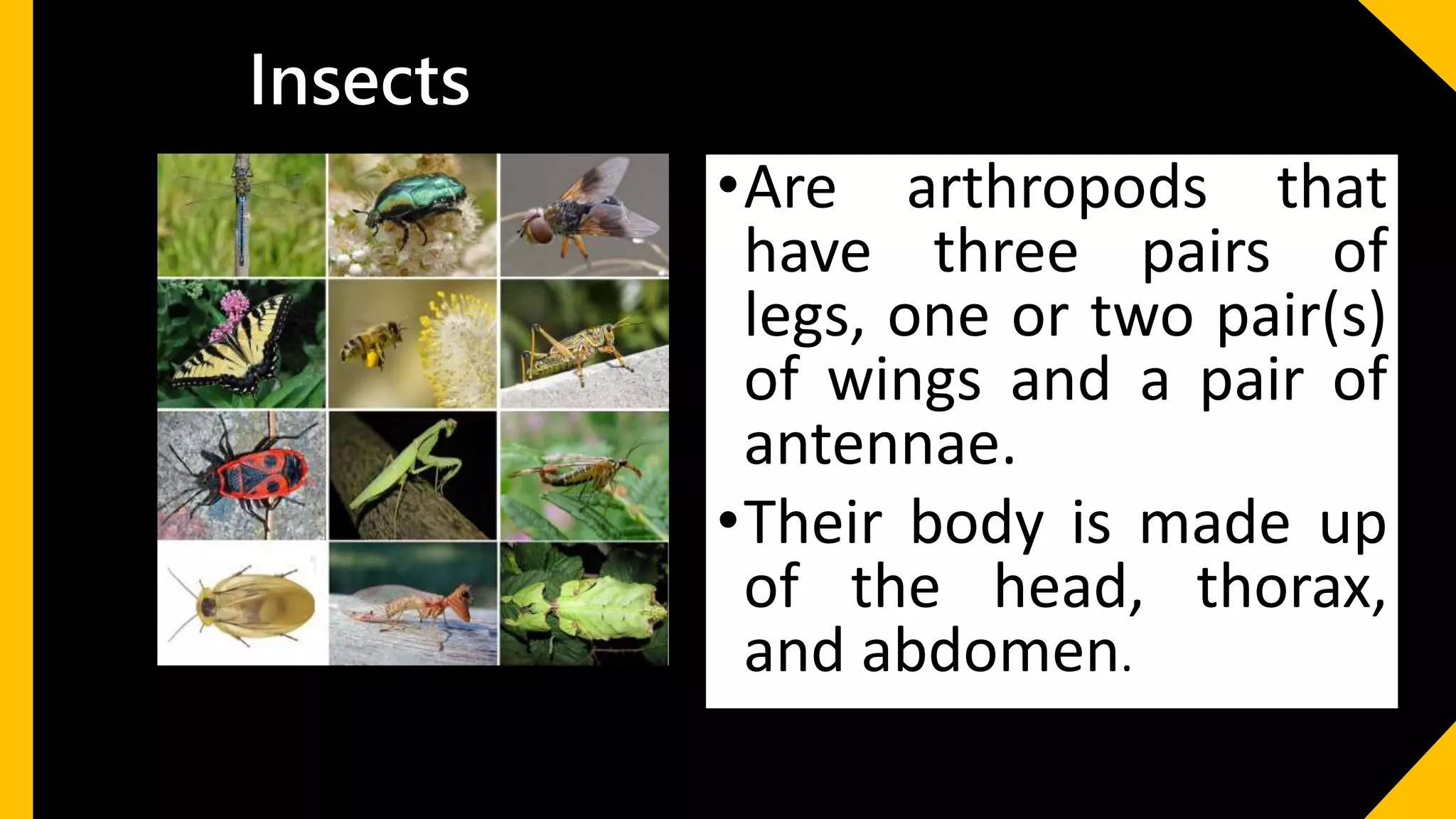 Arthropods.pptx